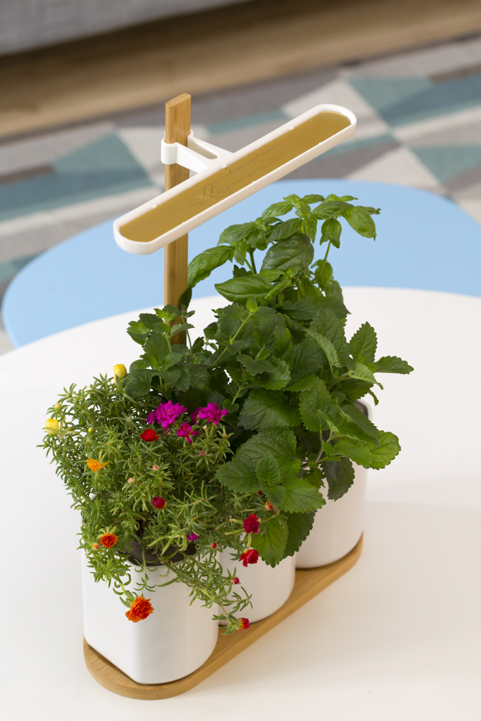 Marre de tuer votre basilic ? Ce potager innovant va changer votre vie ...