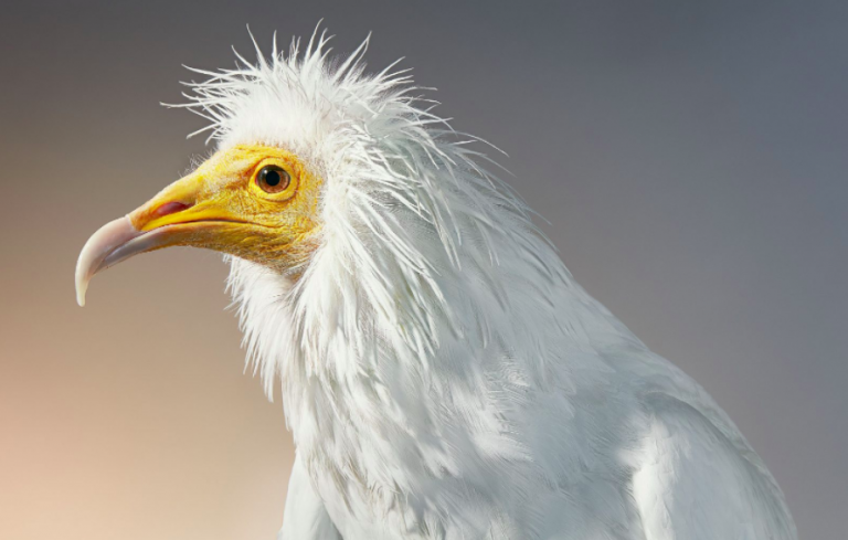 Ce photographe tire le portrait aux animaux en voie d'extinction ...