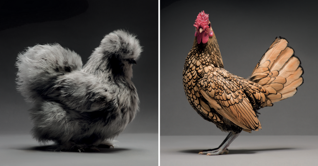 Ces photographes capturent la diversité des plus belles poules du monde