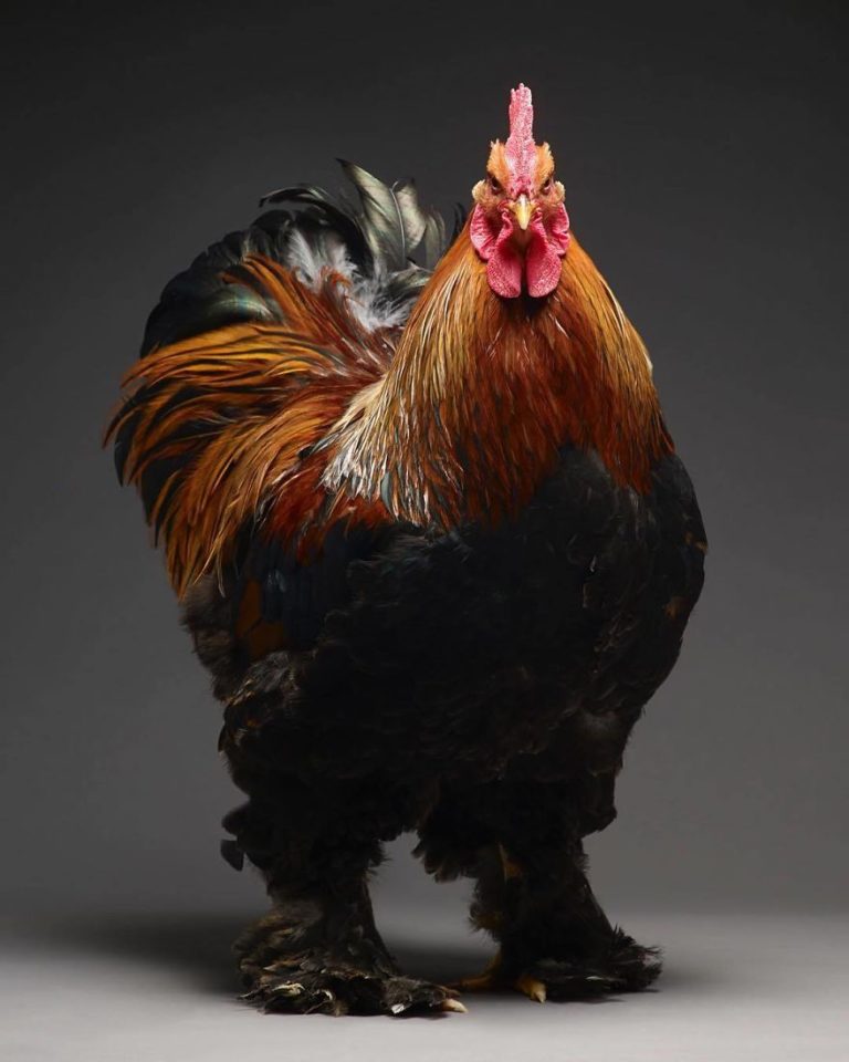 Ces photographes capturent la diversité des plus belles poules du monde