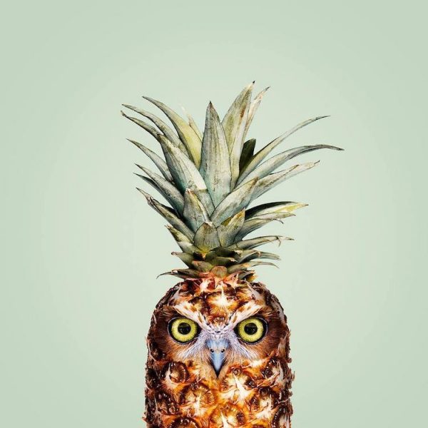 Il fait matcher à la perfection des animaux et des objets du quotidien ...