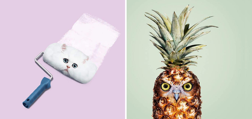 Il fait matcher à la perfection des animaux et des objets du quotidien