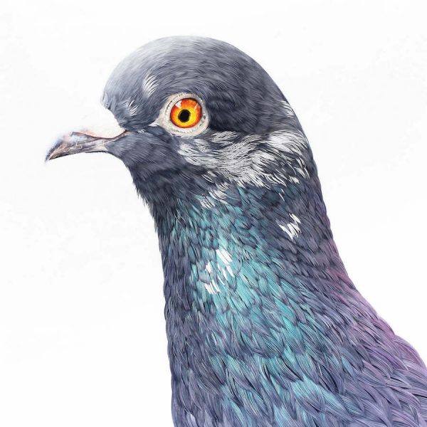 Elle graffe d'immenses pigeons dans les rues pour rendre hommage à leur ...
