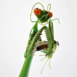 Ce sculpteur crée de petits insectes en verre effrayants de réalisme et ...