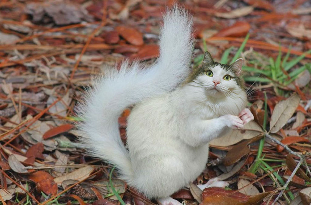 Sur Photoshop, elle fusionne ses chats avec d'autres animaux pour un ...