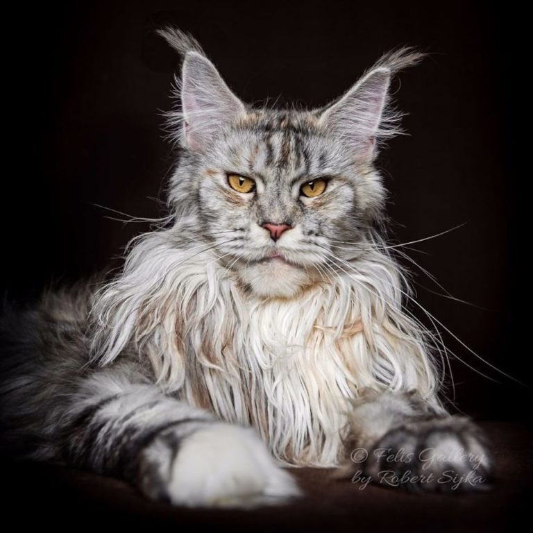 Ce photographe capture la beauté majestueuse des chats de race Maine Coon