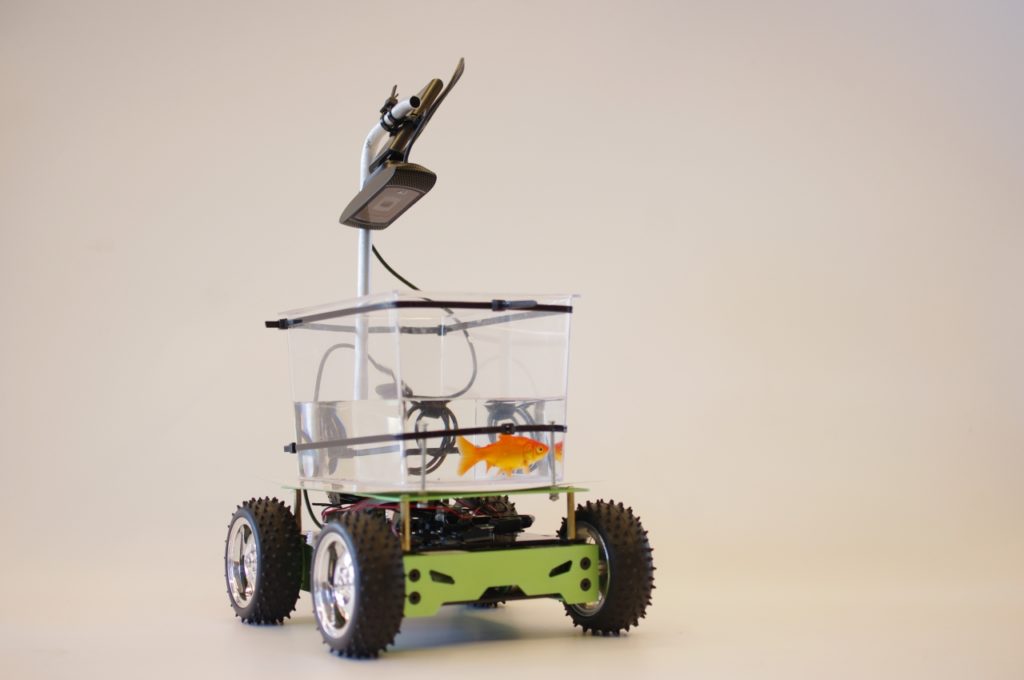 Ce poisson rouge a le pouvoir de piloter son aquarium avec ses propres ...