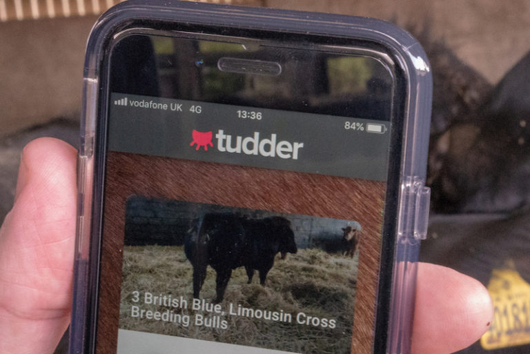 Tudder : l'application inspirée de Tinder qui aide les éleveurs à faire ...