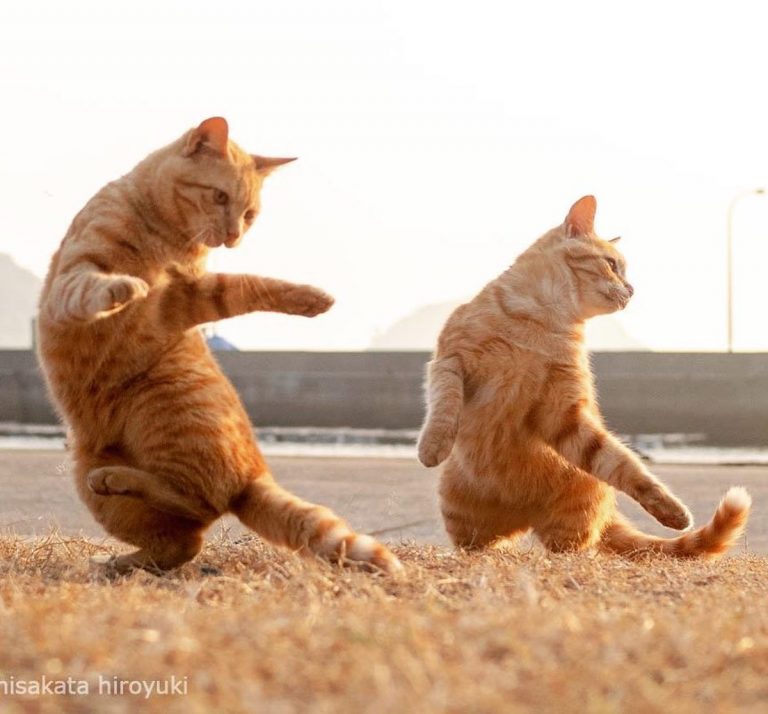 Ce photographe joue avec l’agilité des chats pour les transformer en ...