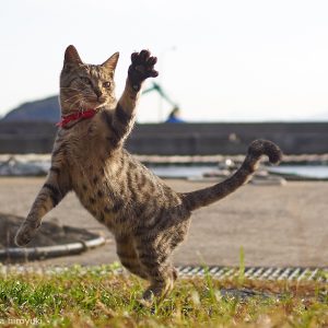 Ce photographe joue avec l’agilité des chats pour les transformer en ...