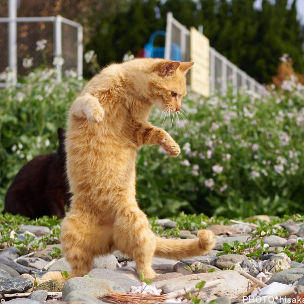 Ce photographe joue avec l’agilité des chats pour les transformer en ...