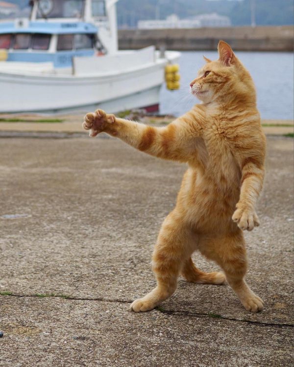 Ce photographe joue avec l’agilité des chats pour les transformer en ...