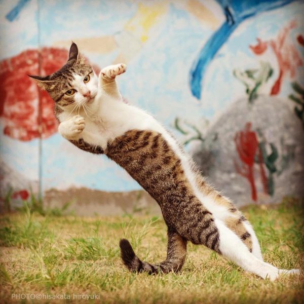 Ce photographe joue avec l’agilité des chats pour les transformer en ...