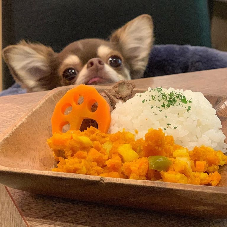 Au Japon, ce restaurant permet aux chiens de manger à table avec leur ...