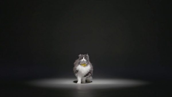 Ce collier connecté traduit les miaulements de votre chat en voix ...