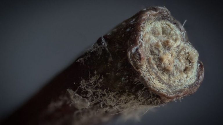 Il photographie des objets du quotidien avec un objectif macro et vous ...