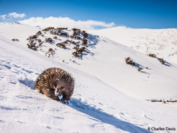 Ce concours récompense les plus belles photos de la nature en Australie ...