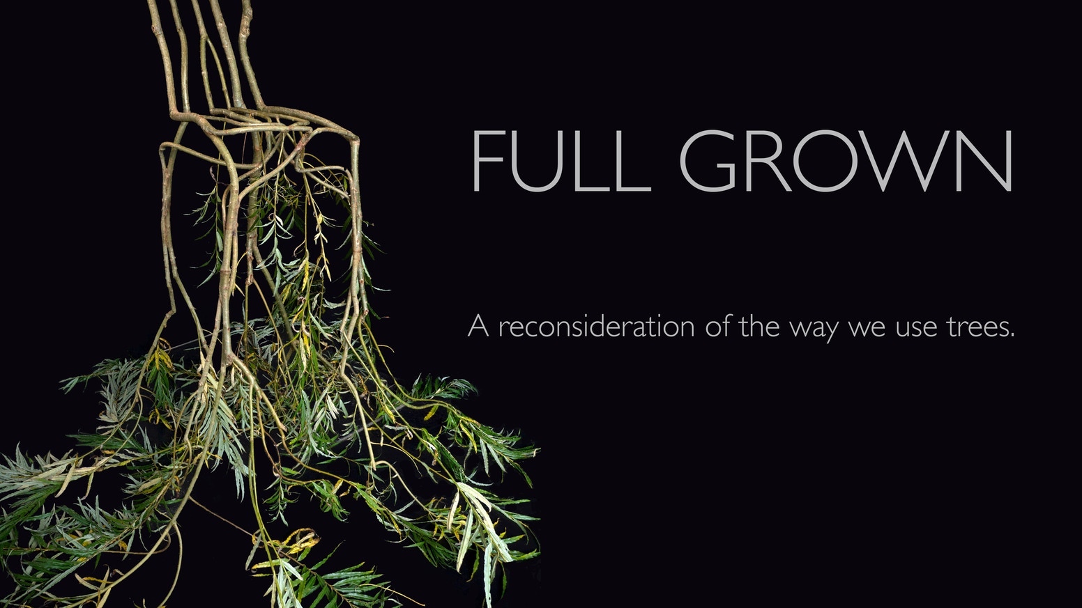 Le designer Gavin Munro fait pousser les chaises en guidant naturellement la pousse des arbres