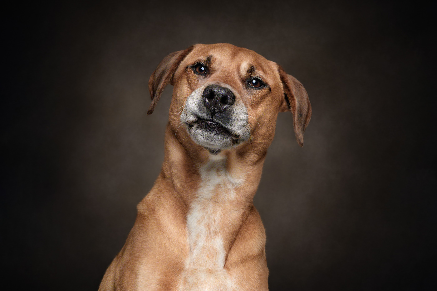 Les expressions faciales des chiens mises en lumière dans un adorable ...