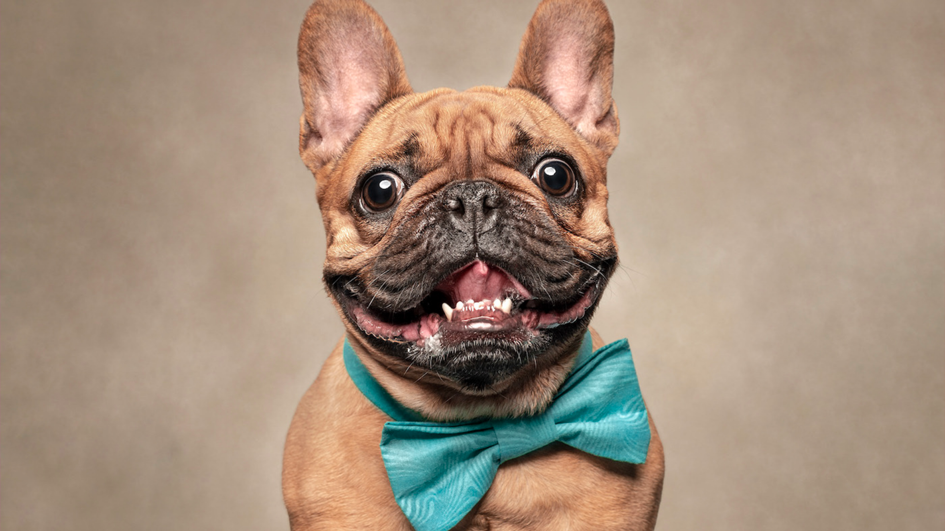 Les expressions faciales des chiens mises en lumière dans un adorable ...