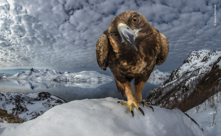Voici les 25 photos finalistes du "Wildlife Photographer of the Year ...