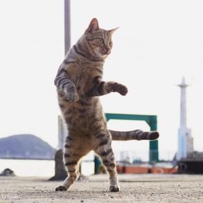 Ce photographe joue avec l’agilité des chats pour les transformer en ...