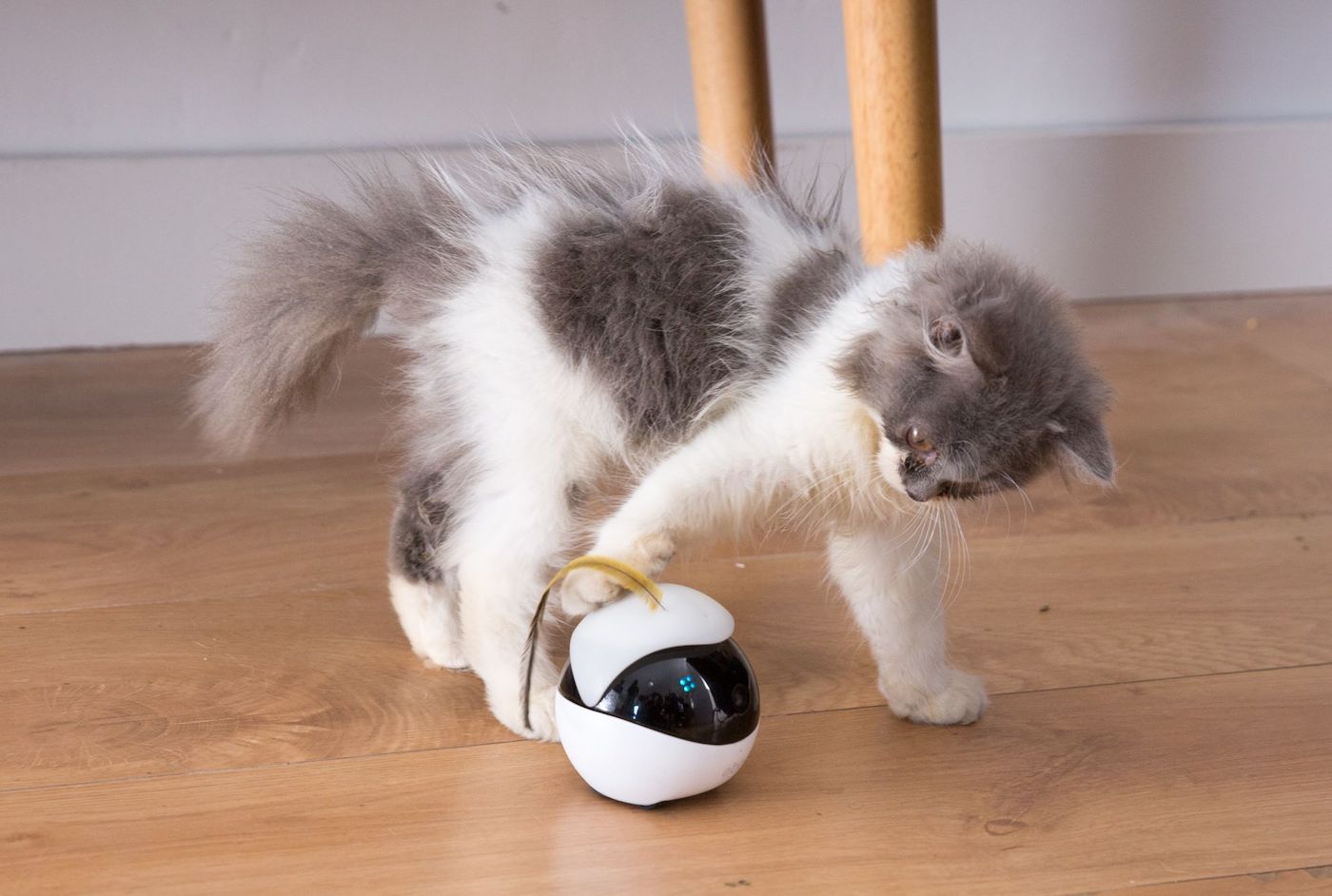 Ebo : le petit robot équipé d’une plume qui occupe votre chat pendant ...