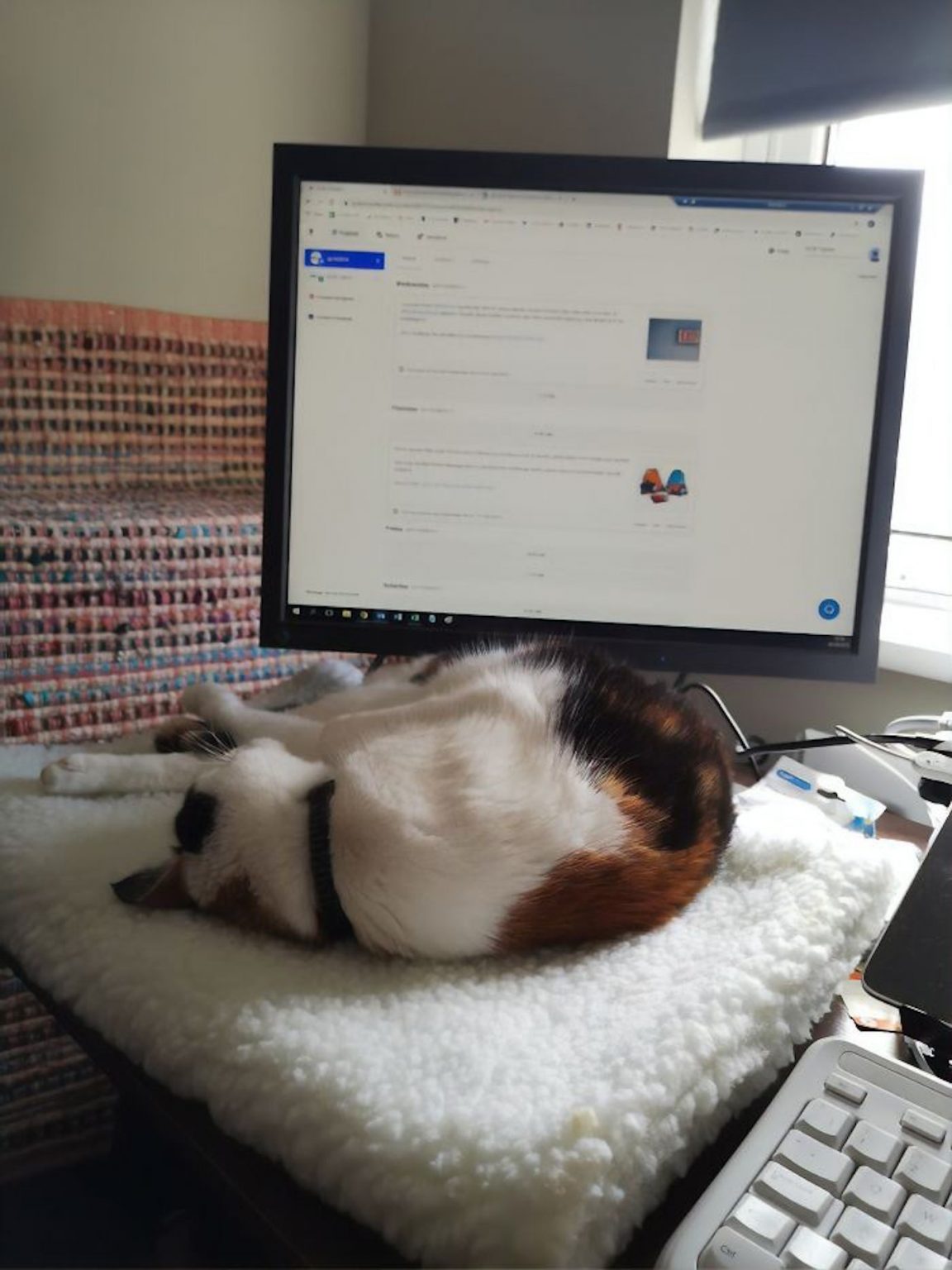 Télétravail : ce couple a eu l'idée parfaite pour que leur chat les ...