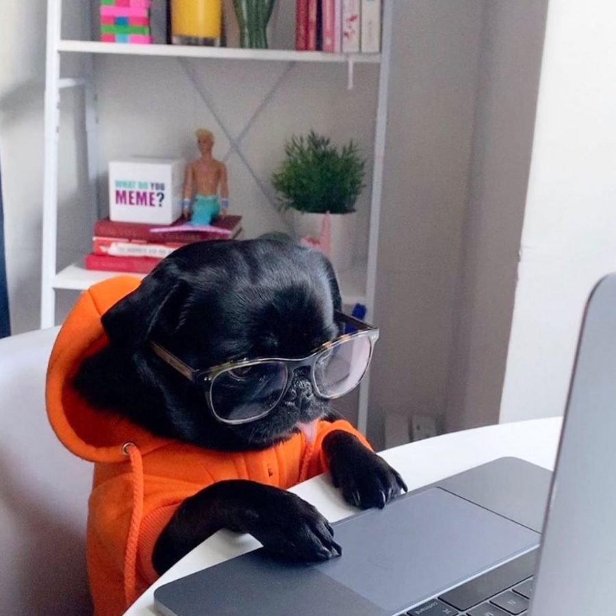 Confinement : ce compte Instagram compile les meilleures photos de ...