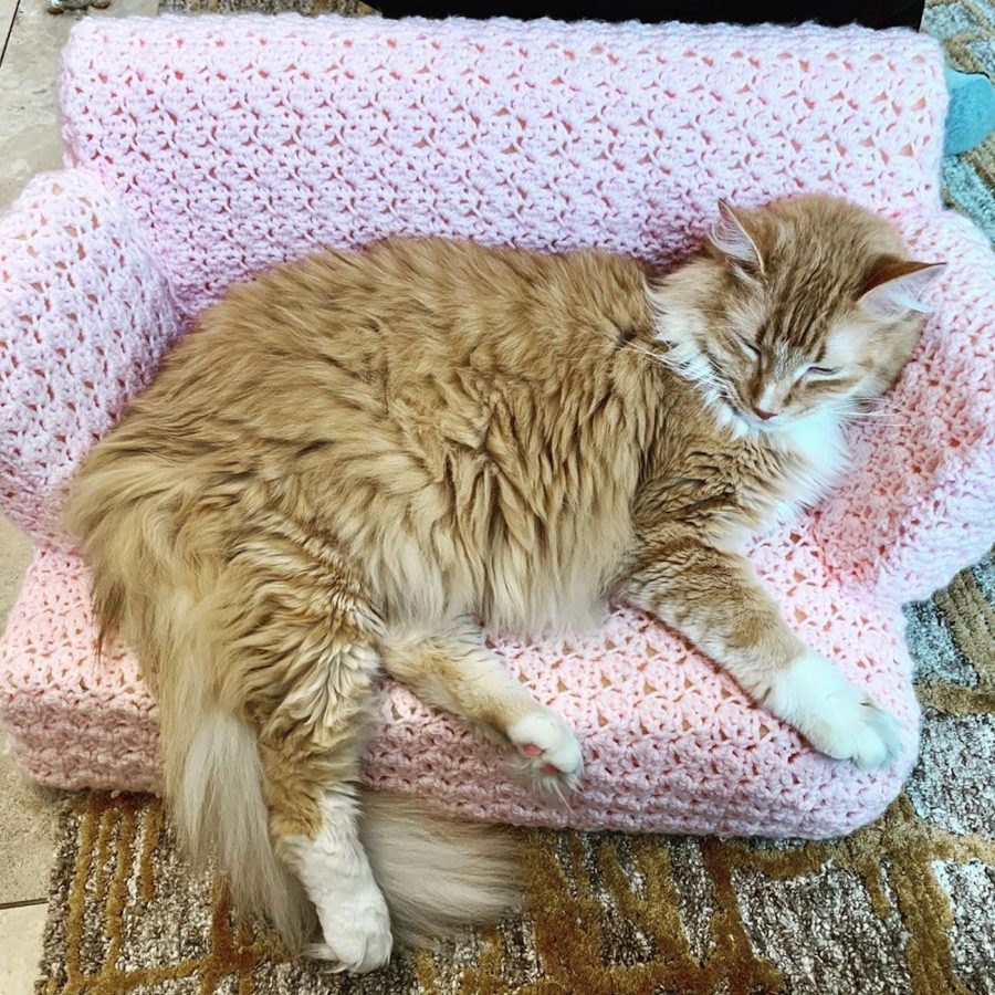 Des canapés pour chats à réaliser en crochet pendant le confinement
