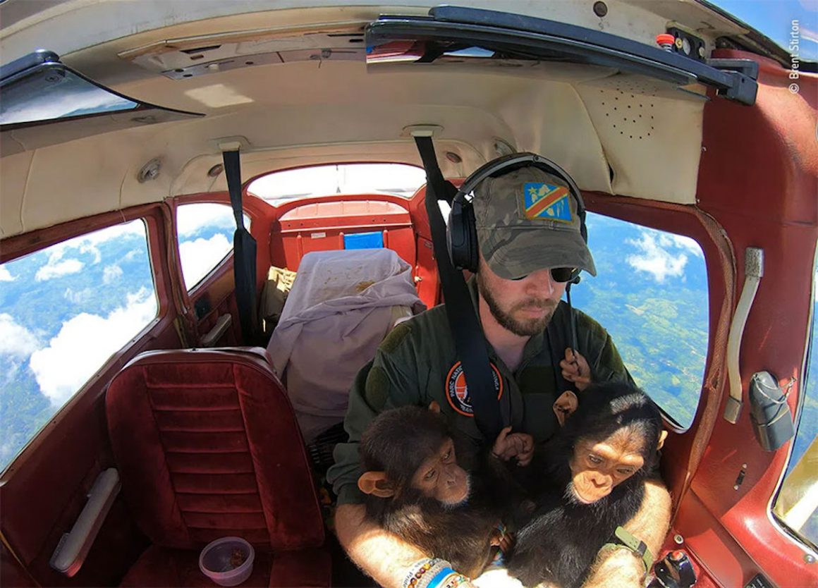 Les 30 clichés lauréats du Wildlife Photographer 2021 sont enfin ...