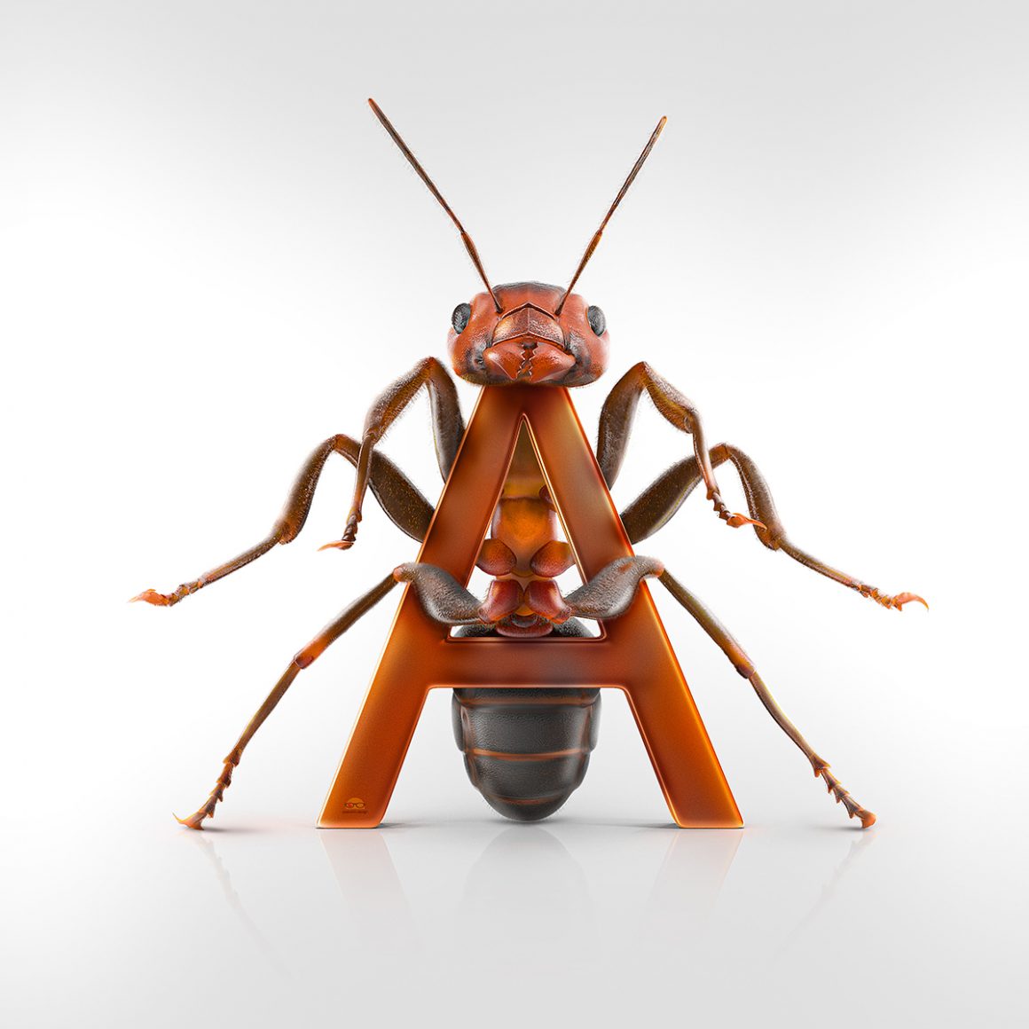 Alphanimal : le superbe alphabet animal du créatif Ingo Lindmeier ...