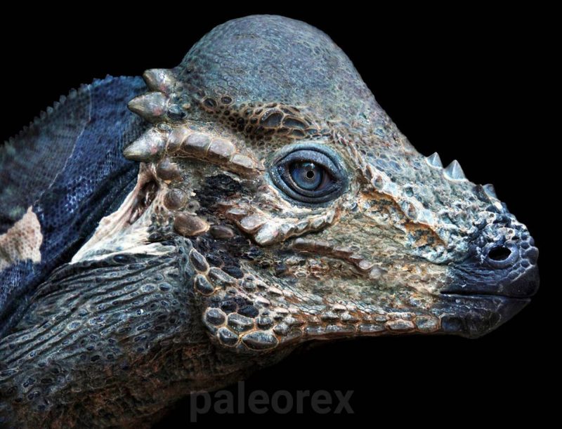 L'artiste Paleorex crée des visualisations 3D réalistes de dinosaures