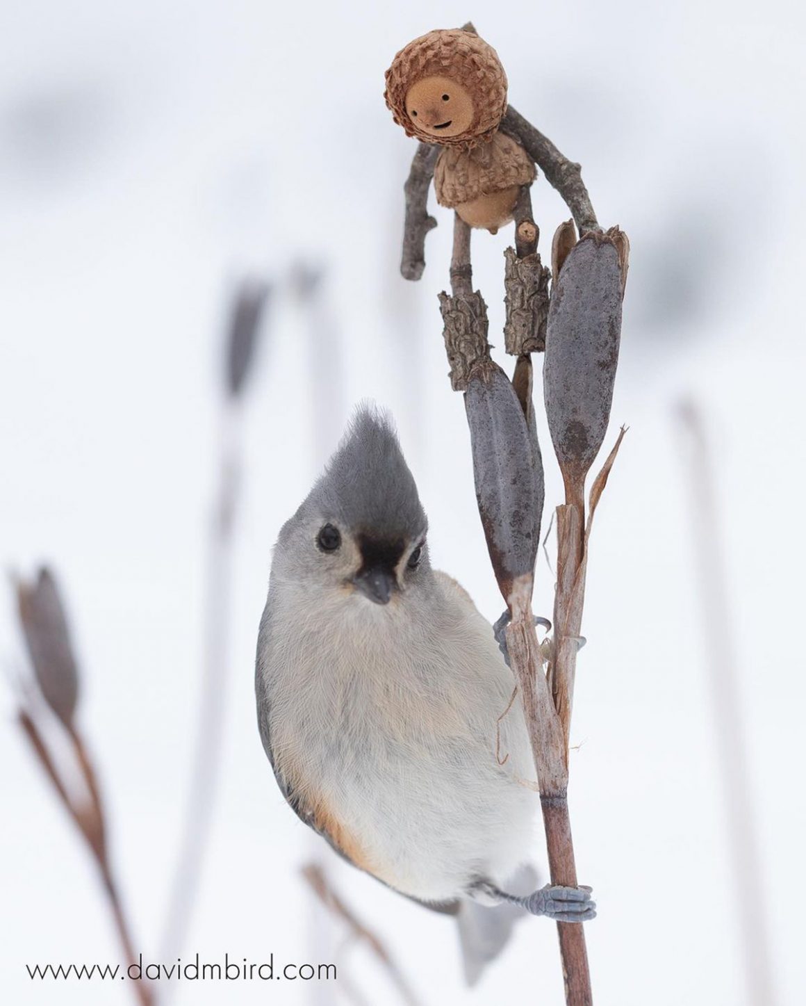 Le génial David Bird donne vie à des personnages en jouant avec la nature