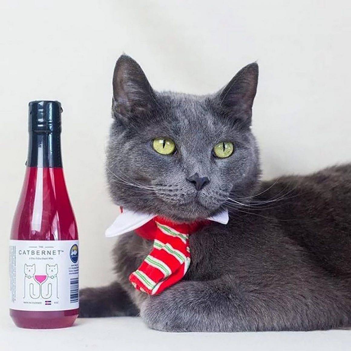 Un "vin pour chats" pour prendre l’apéritif avec son animal de ...