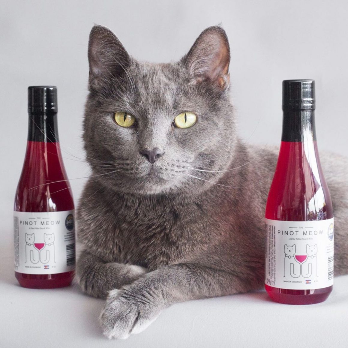Un "vin pour chats" pour prendre l’apéritif avec son animal de ...