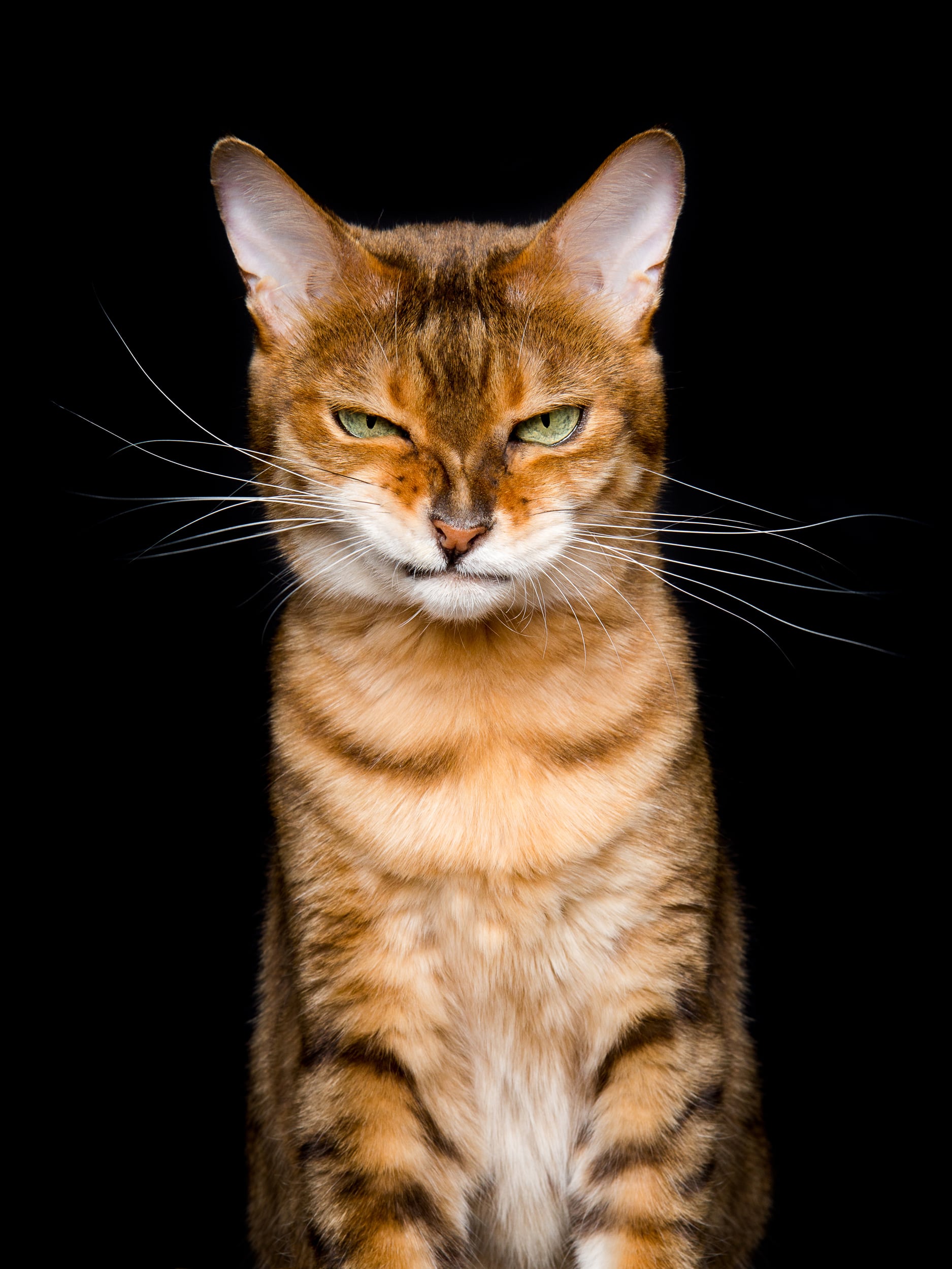 Les portraits amusants et attendrissants de chats par Elke Vogelsang ...