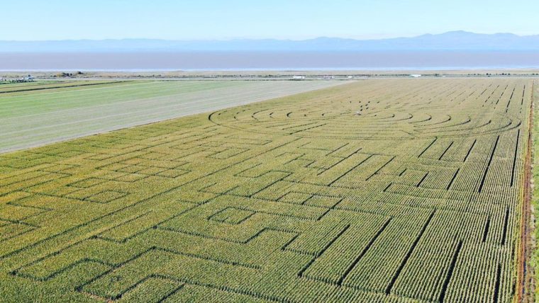 Au Québec, ce champ vient d’être élu plus grand labyrinthe de maïs au monde