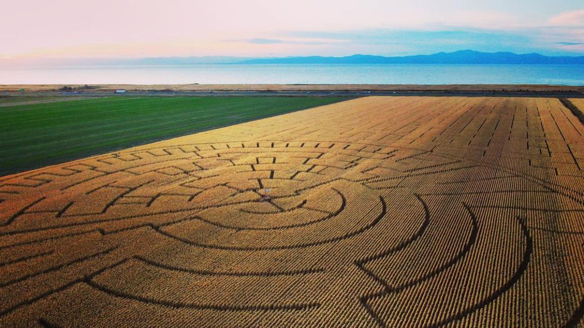 Au Québec, ce champ vient d’être élu plus grand labyrinthe de maïs au monde