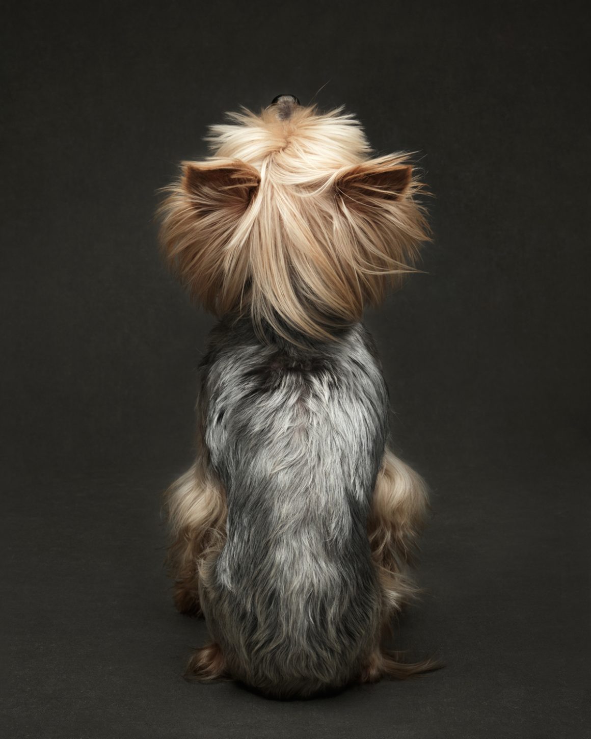 Les magnifiques clichés lauréats du Dog Photography Awards 2022 - Creapills