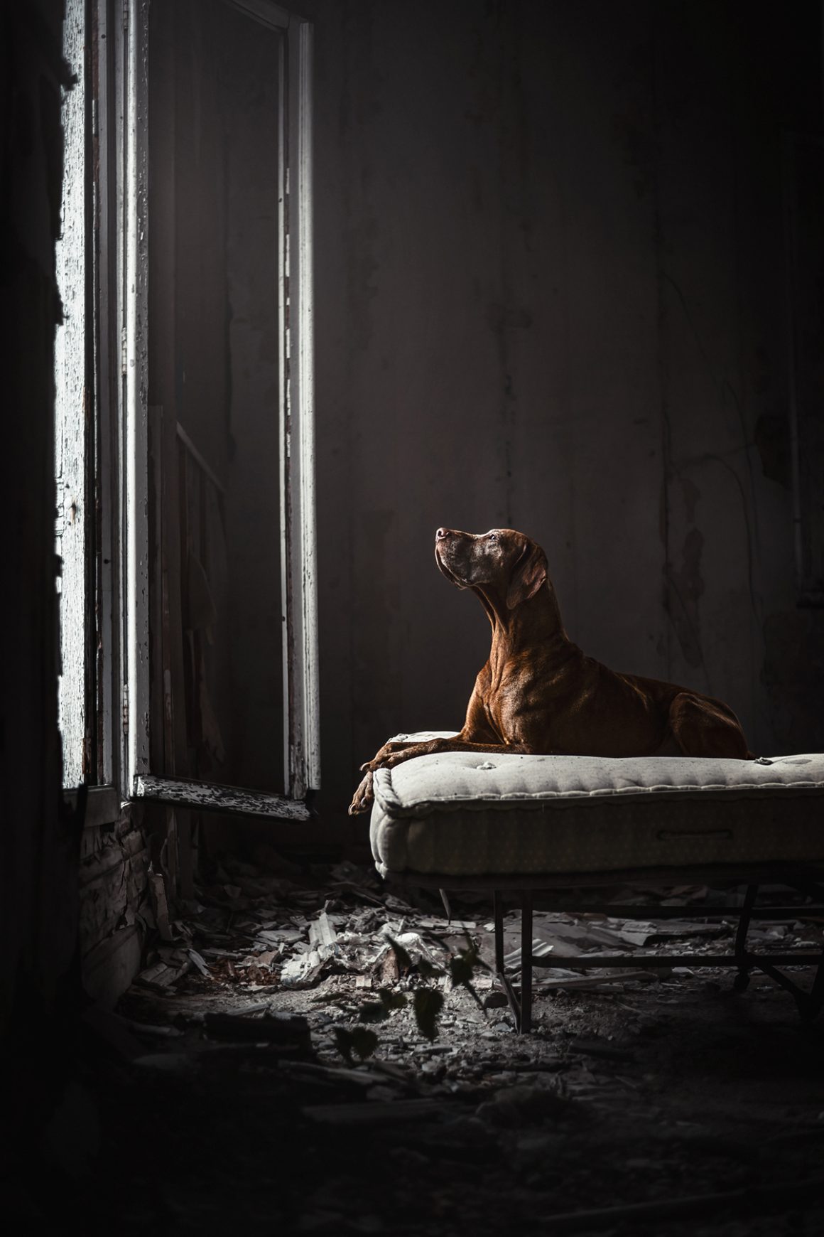 Les magnifiques clichés lauréats du Dog Photography Awards 2022