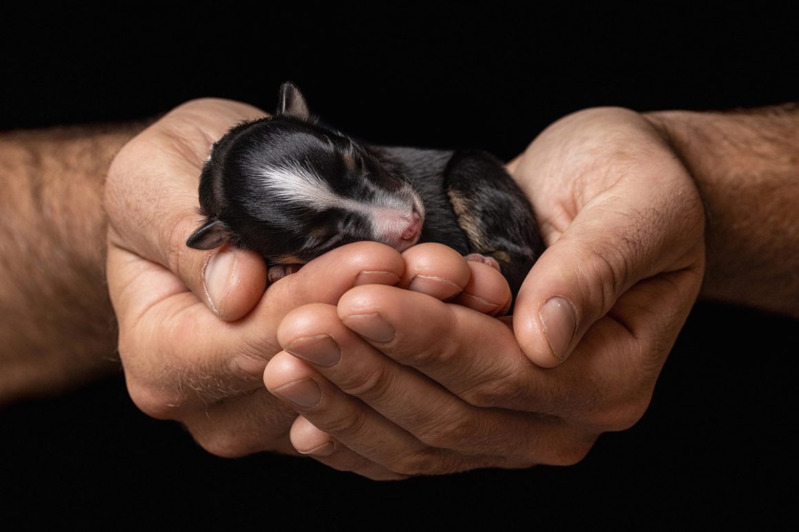 Les magnifiques clichés lauréats du Dog Photography Awards 2022 - Creapills