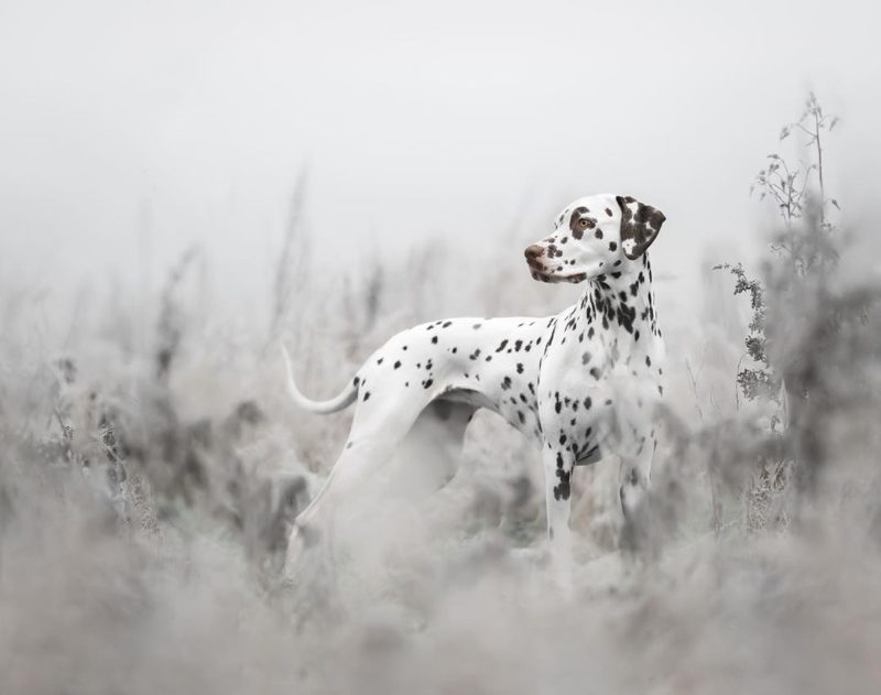 Les magnifiques clichés lauréats du Dog Photography Awards 2022 - Creapills