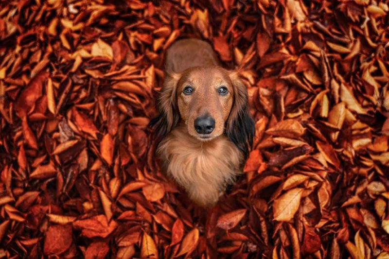 Les magnifiques clichés lauréats du Dog Photography Awards 2022 - Creapills