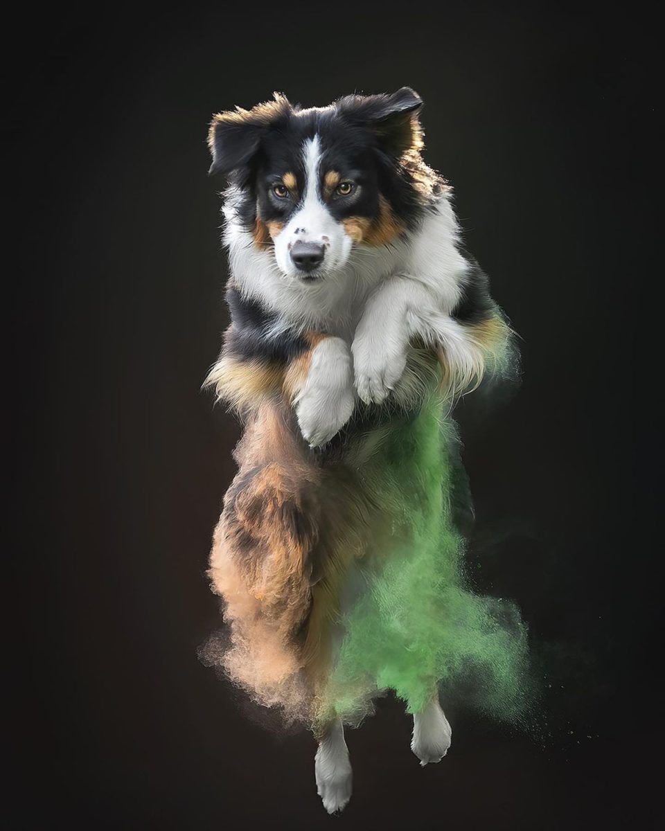 Les magnifiques clichés lauréats du Dog Photography Awards 2022