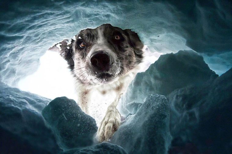 Les magnifiques clichés lauréats du Dog Photography Awards 2022 - Creapills