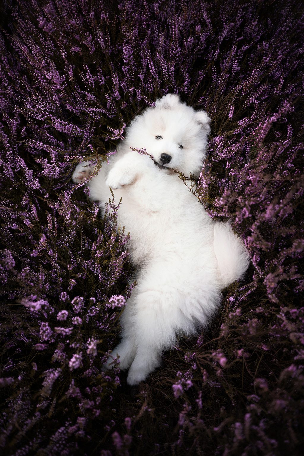 Les magnifiques clichés lauréats du Dog Photography Awards 2022 - Creapills