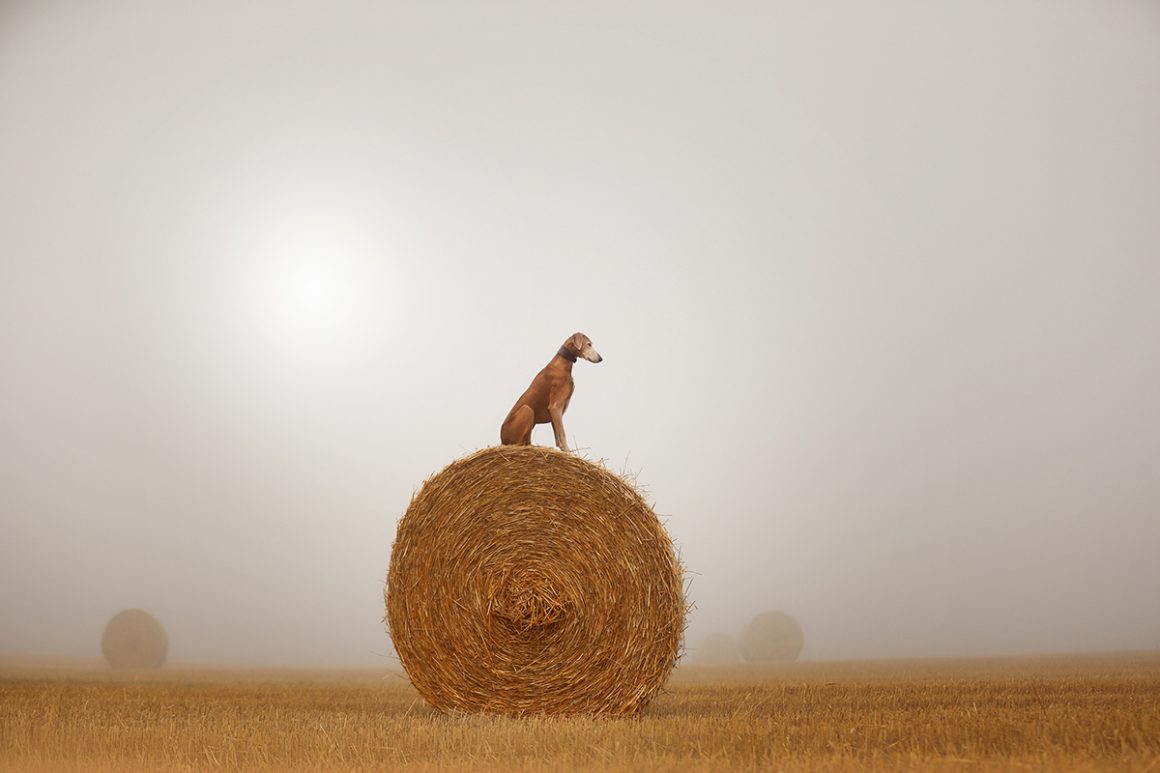 Les magnifiques clichés lauréats du Dog Photography Awards 2022