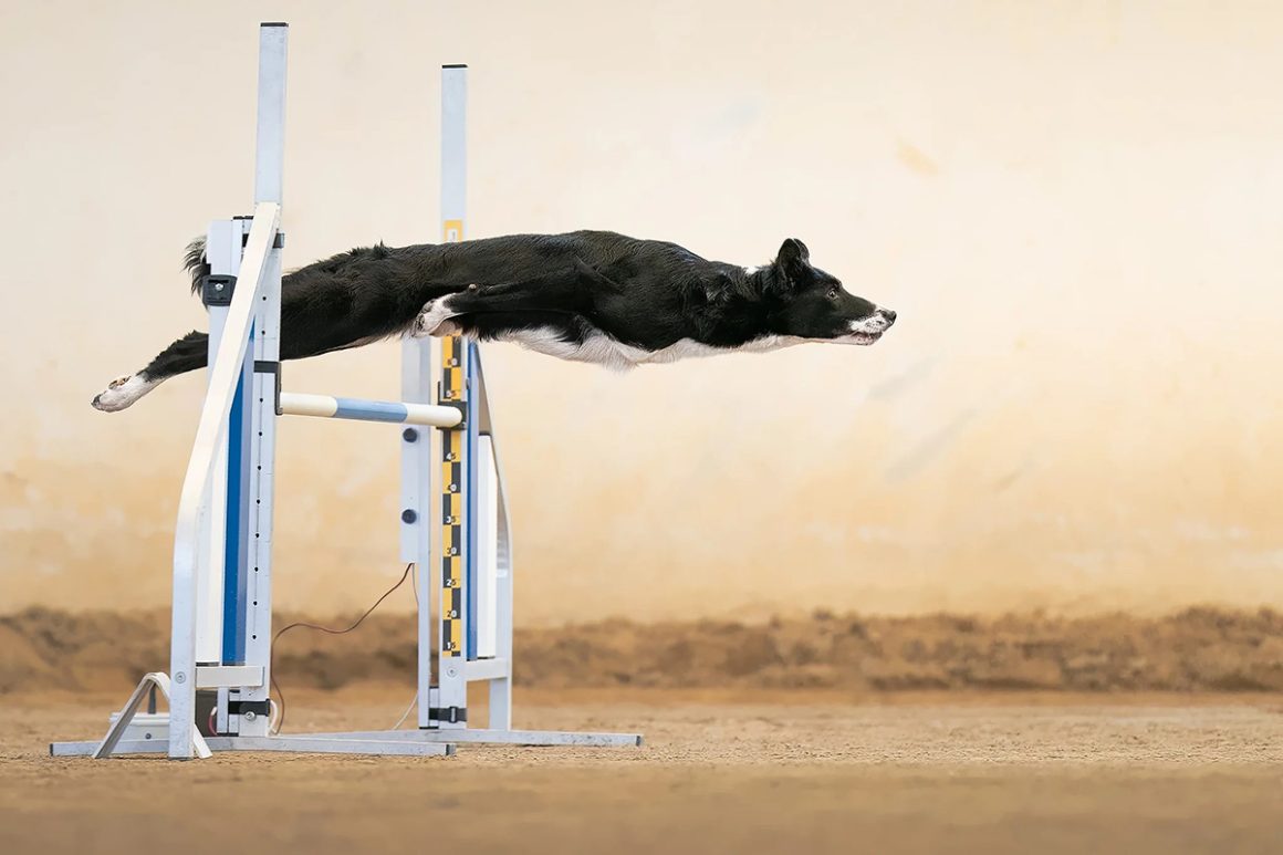 Les magnifiques clichés lauréats du Dog Photography Awards 2022 - Creapills