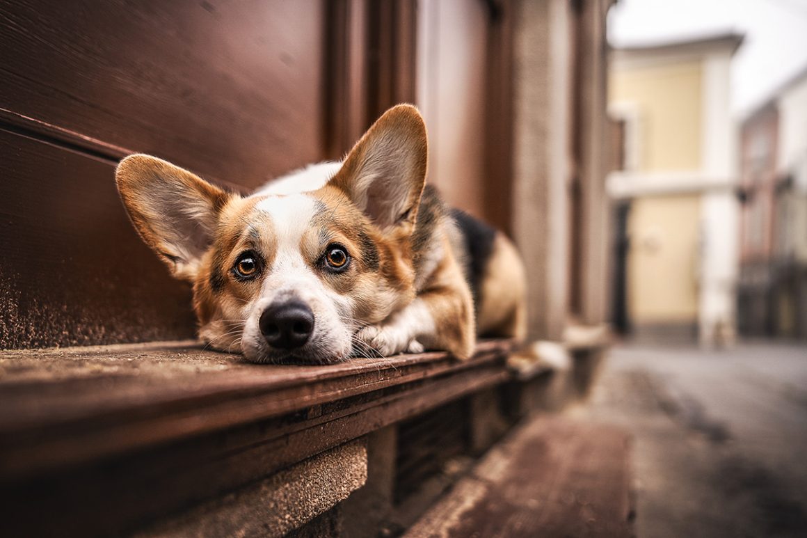 Les magnifiques clichés lauréats du Dog Photography Awards 2022